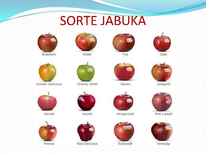 DAN JABUKA Karlo Starevi 4 c 20 10