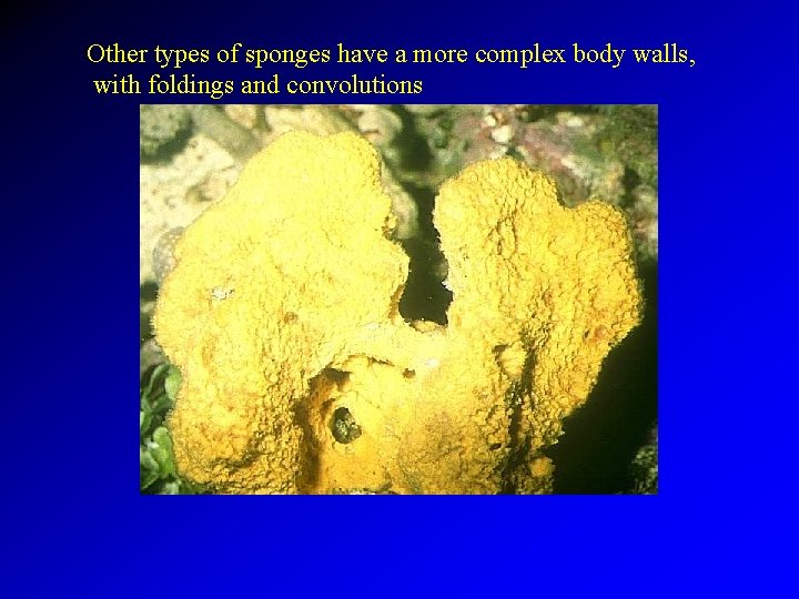 Sponges Porifera Phylum Porifera sponges pore bearing Kingdom