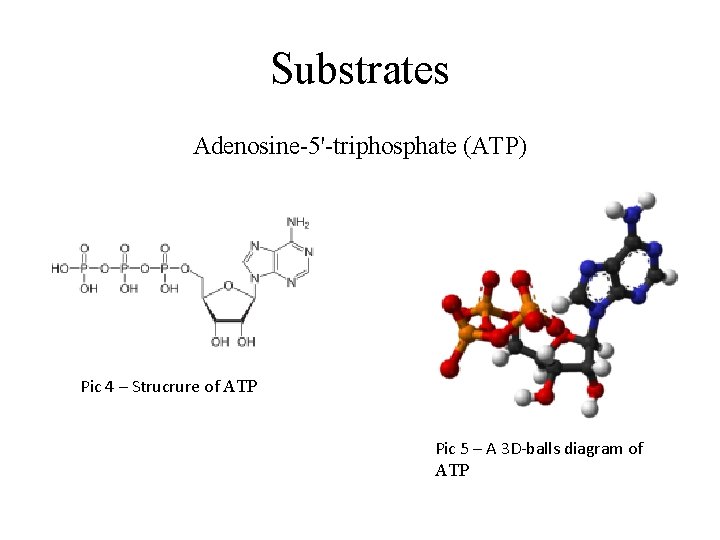 Enzyme review Made by Pisarev Vladimir Common Name