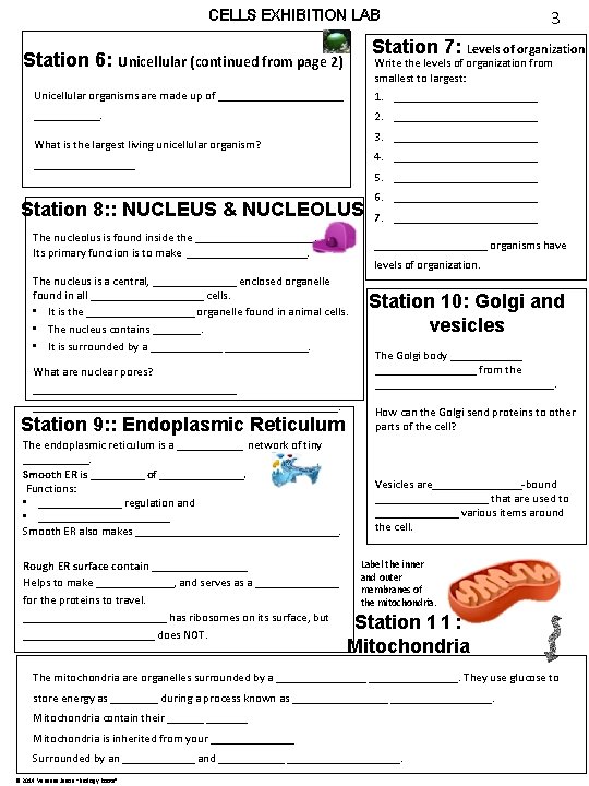 Name Date 1 CELLS EXHIBITION LAB Station 1