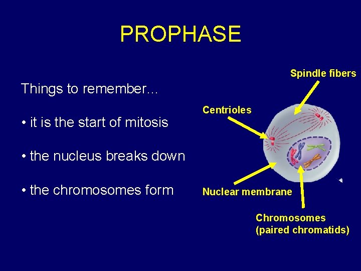 Cell Division The Cell Cycle Reviewing the Chromosome