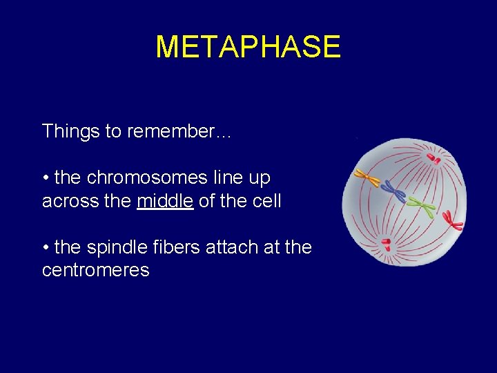 Cell Division The Cell Cycle Reviewing the Chromosome