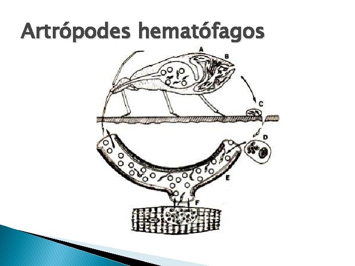 Parasitologia e Meio Ambiente Prof Fabio Henrique Vieira