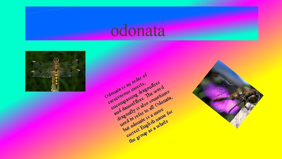 Insets taxonomic diversity BY DEASIA TUCKER Blattaria Isoptera