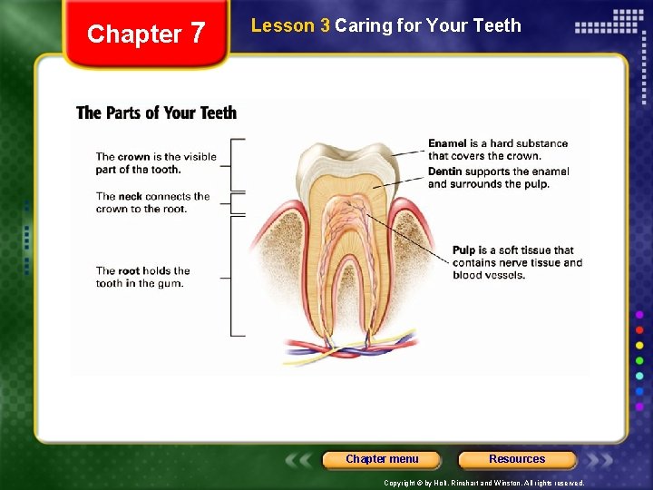 Chapter 7 Lesson 3 Caring for Your Teeth