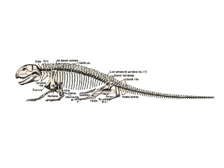 BIOLOGY 524 ADVANCED VERTEBRATE MORPHOLOGY OSTEOOGY STUART SUMIDA