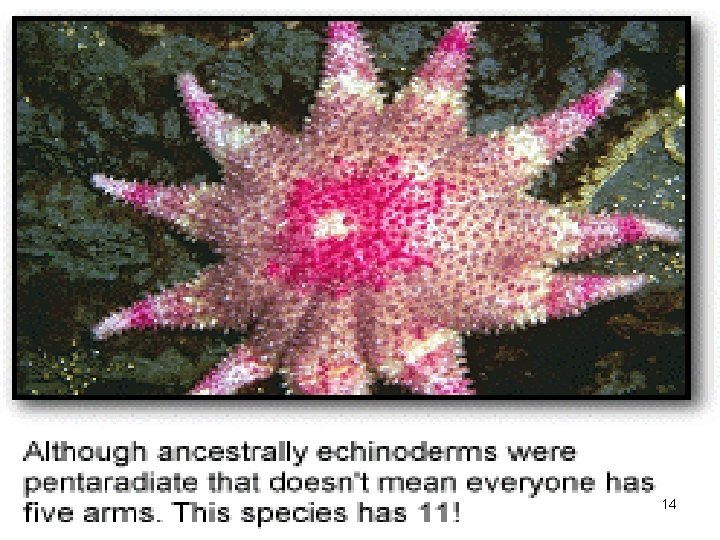 Phylum Echinodermata Echinoderms FiveWay Symmetry 1 2 I