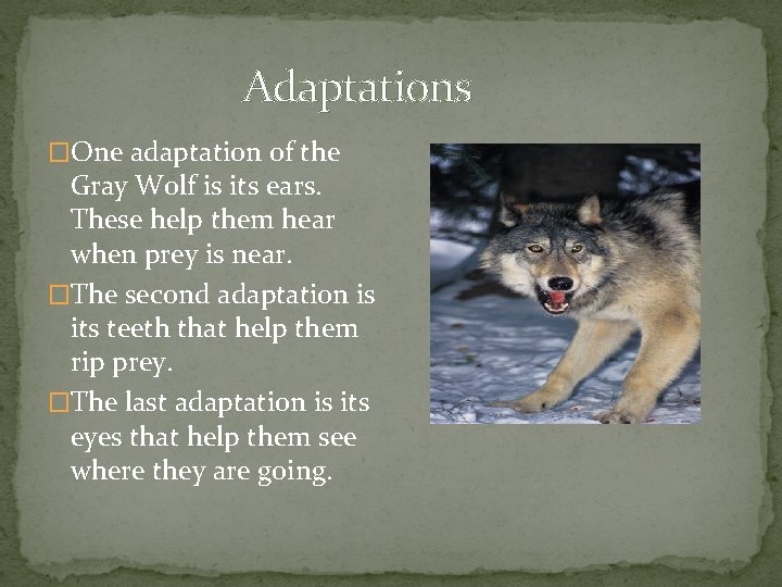 Gray Wolf By Alexis Characteristics The Gray Wolf