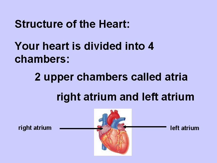 The Heart Pulmonary Circulation and Systemic Circulation The