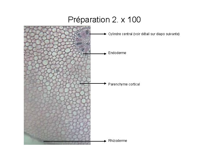 Prparation 1 x 40 Observation Organe symtrie bilatrale
