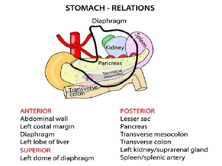 Anatomy and Histology of the GIT hollow organs