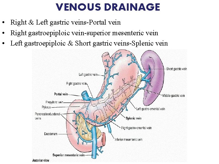 Anatomy and Histology of the GIT hollow organs