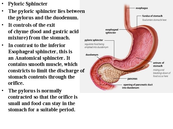 Anatomy and Histology of the GIT hollow organs