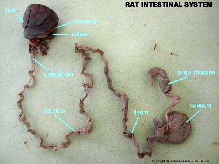 Digestion in Ruminants Rodents Ruminants Herbivore mammals Eg