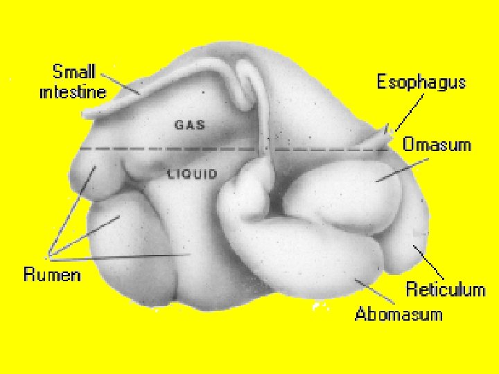 Digestion in Ruminants Rodents Ruminants Herbivore mammals Eg