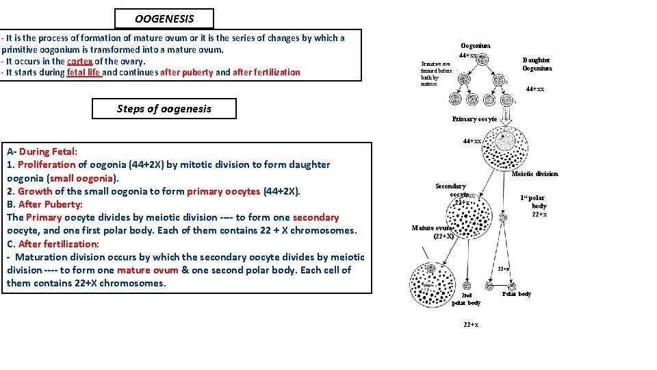 Gametogenesis 2 Female Genital System The Ovary female