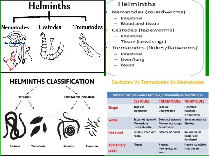 Anthelmintics Classes of Helminths 1 Nematodes 2 Cestodes