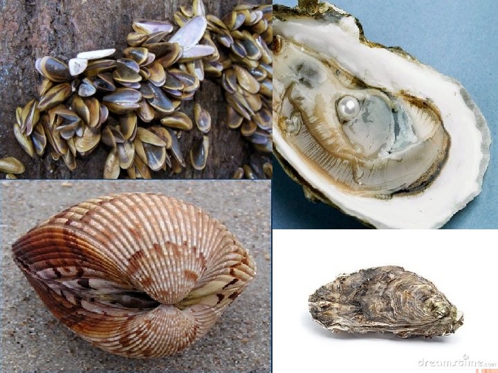 FILO MOLLUSCA CARACTERSTICAS GERAIS Animais de corpo mole