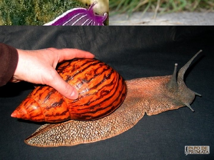 FILO MOLLUSCA CARACTERSTICAS GERAIS Animais de corpo mole