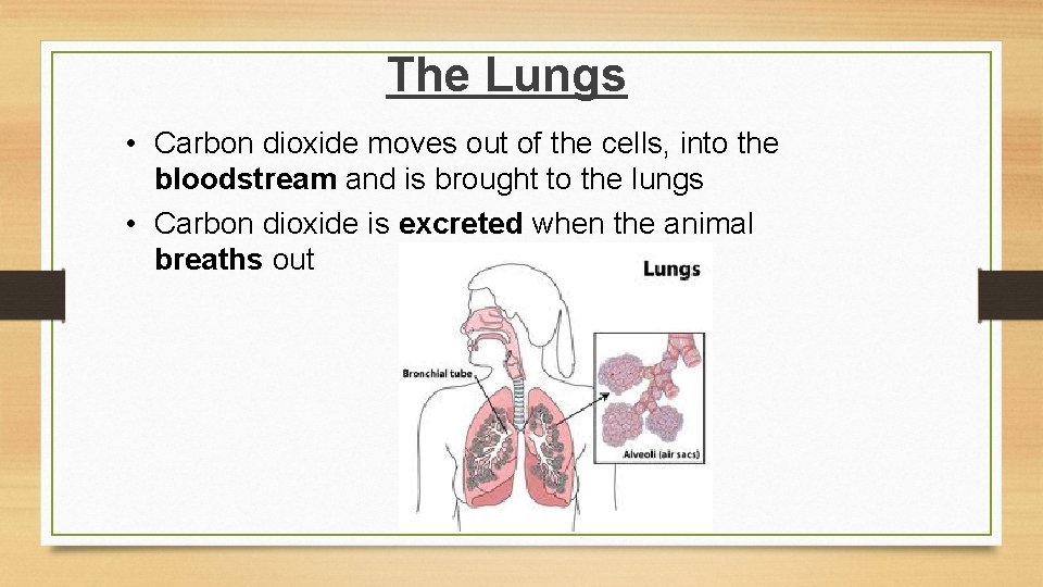 Excretory Systems Emily BeaumontMc Allen Aims and Objectives