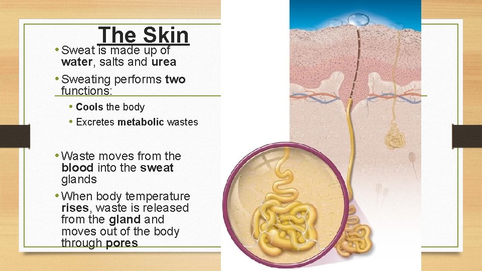 Excretory Systems Emily BeaumontMc Allen Aims and Objectives