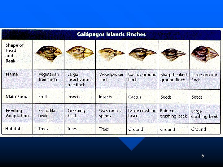 Evolution Diversity of Life 1 The Galapagos Islands
