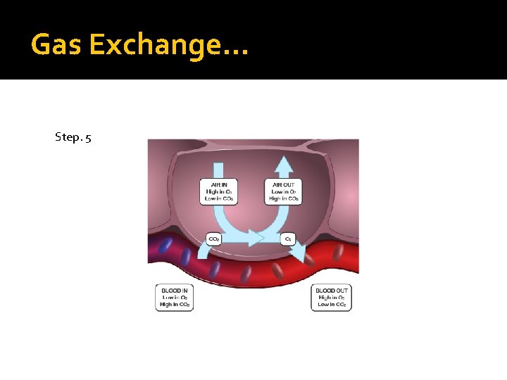 Gas Exchange The Breathing System Fun fact The