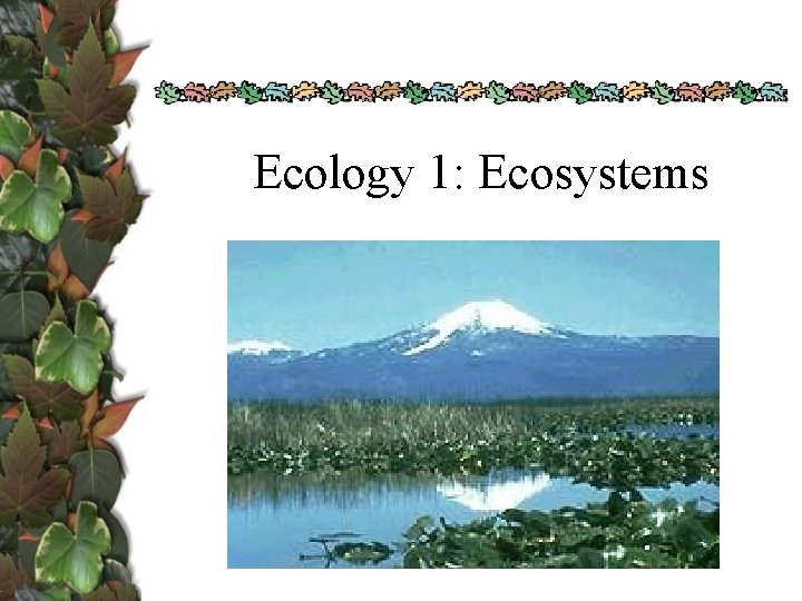 Ecology 1 Ecosystems Levels of Organization Organism Ex