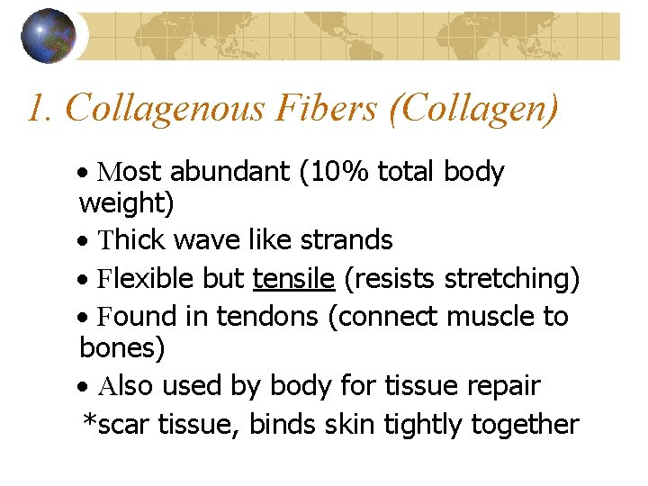 II Connective Tissue Supports and protects body parts