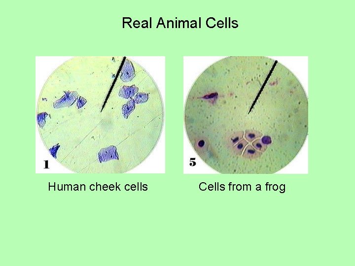 Animal cells vs Plant cells Interestingly different Surprisingly