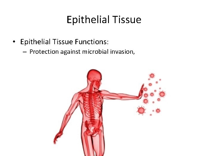 Tissues of the Human Body Key Terms Histology