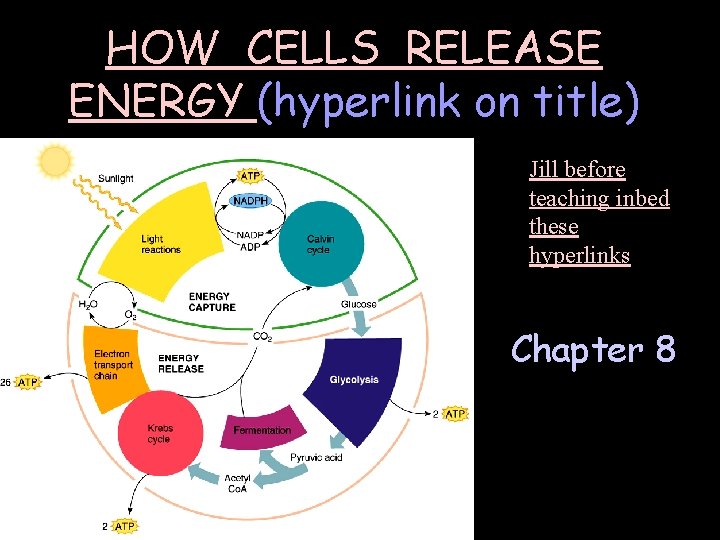 HOW CELLS RELEASE ENERGY hyperlink on title Jill