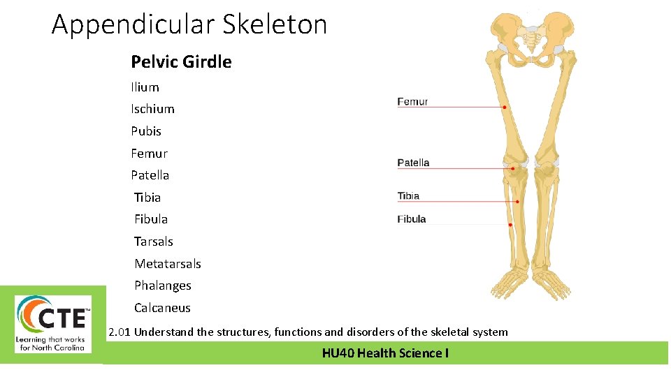 Skeletal System 2 00 Understand the bodys support