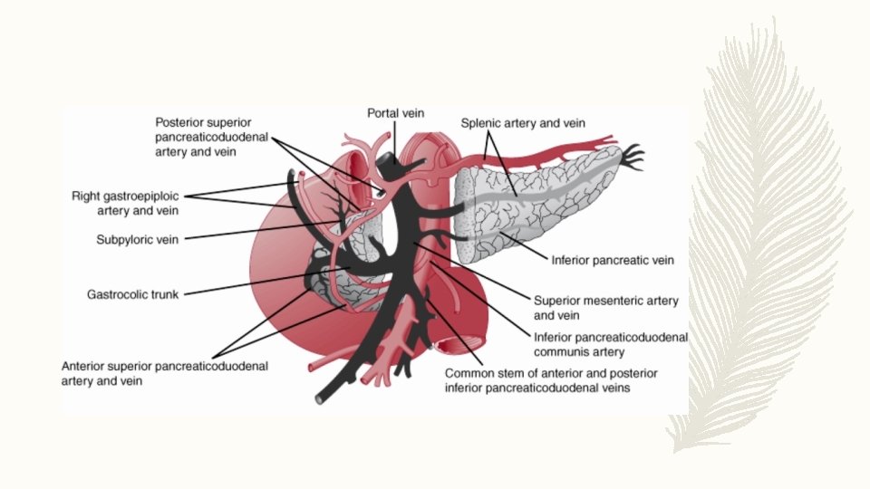 Pancreas Anatomy Acute Pancreatitis Chronic Pancreatitis Pancreatic ...
