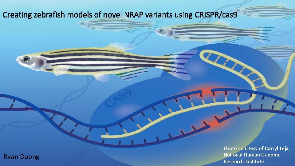 Creating zebrafish models of novel NRAP variants using