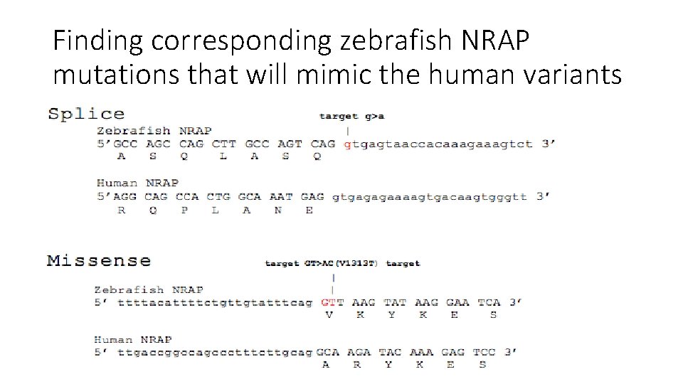 Creating zebrafish models of novel NRAP variants using