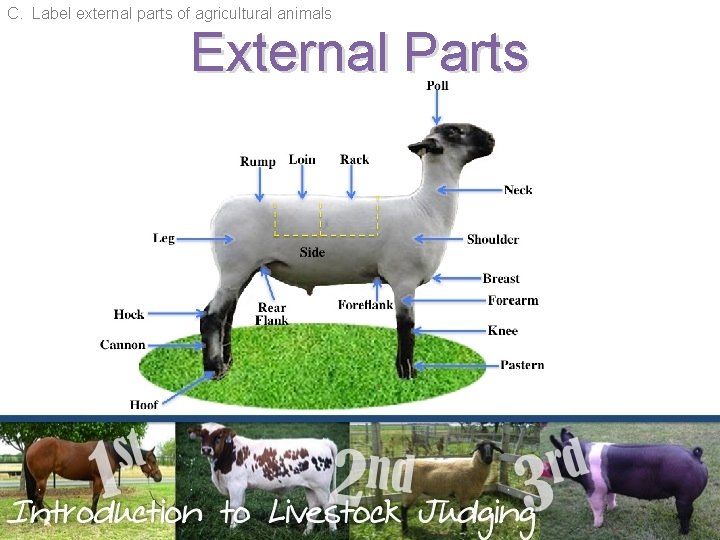 C Label external parts of agricultural animals External