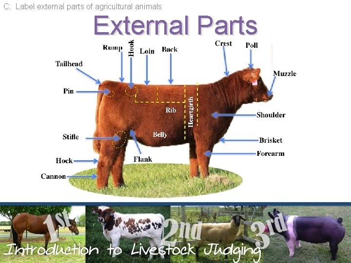 C Label external parts of agricultural animals External