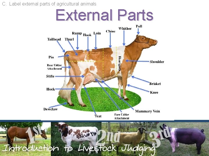 C Label external parts of agricultural animals External