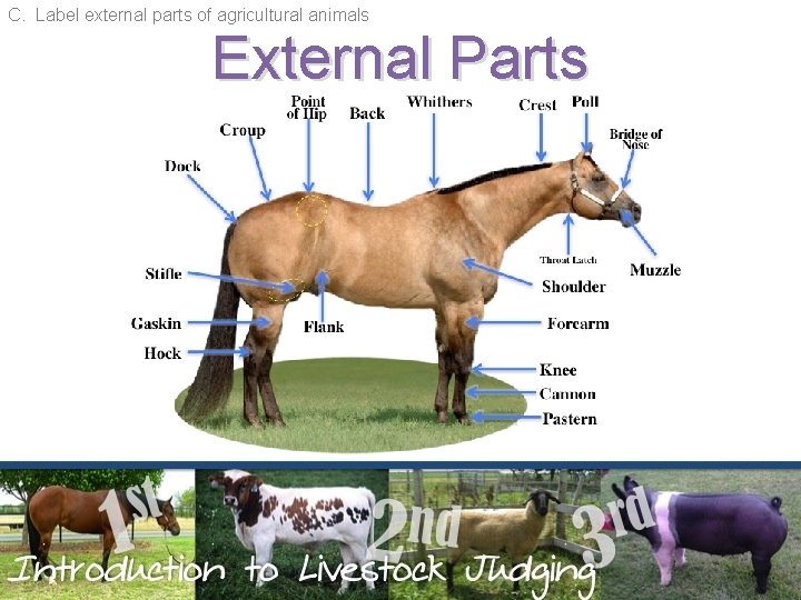 C Label external parts of agricultural animals External