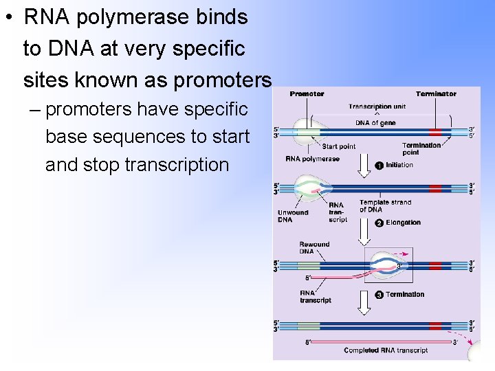 From DNA to Proteins Lesson 1 Lesson Objectives