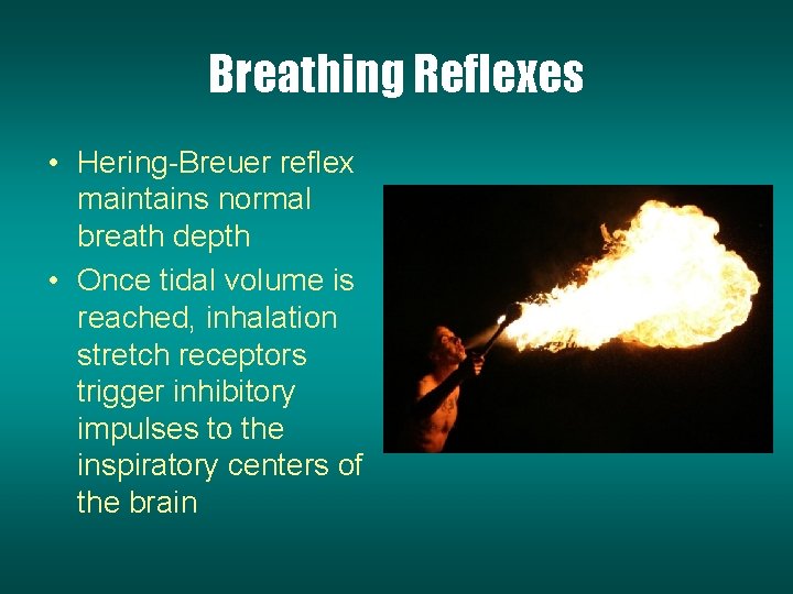 Respiratory System Physiology Breathing Pulmonary Ventilation ...