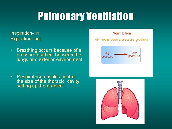 Respiratory System Physiology Breathing Pulmonary Ventilation ...