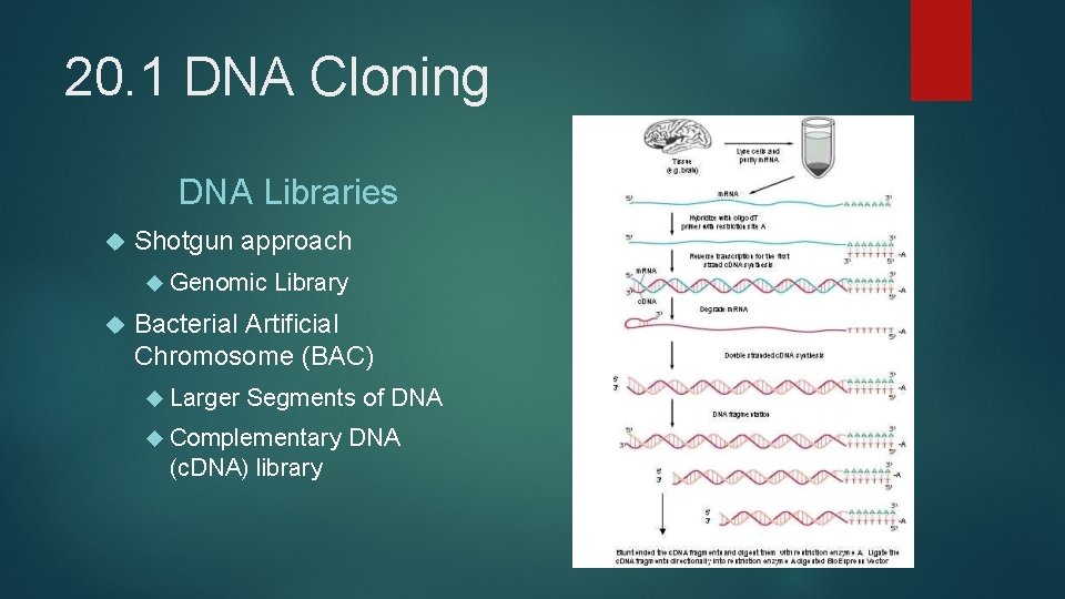 Ch 20 Biotechnology Overview The DNA Toolbox History