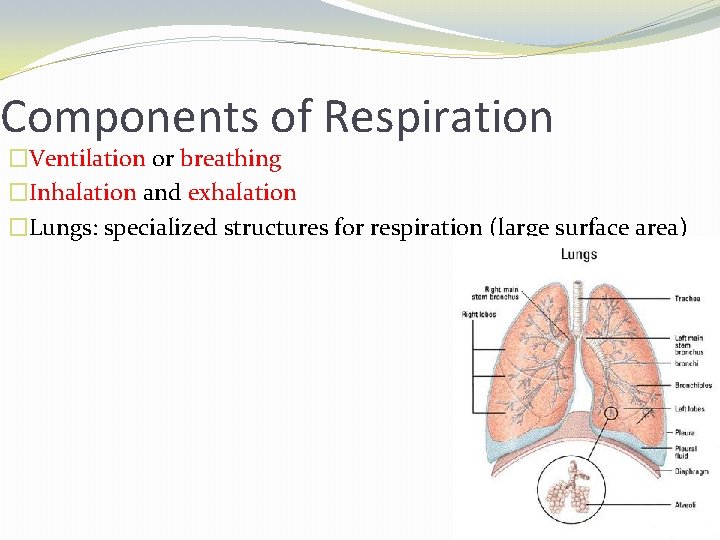 The Respiratory System SBI 3 U January 14