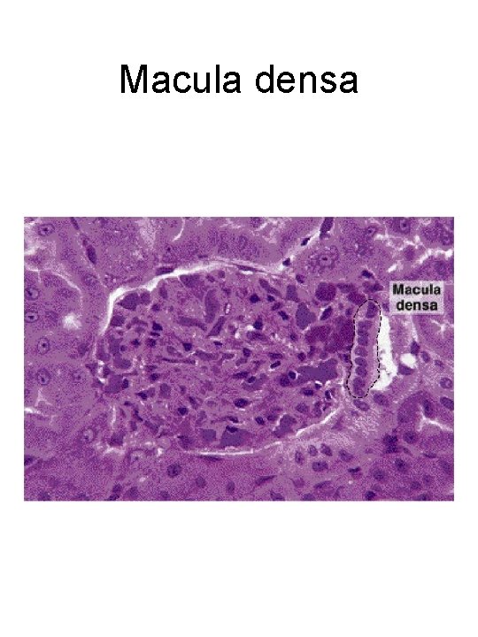 Urinary system 1 2 3 4 5 6