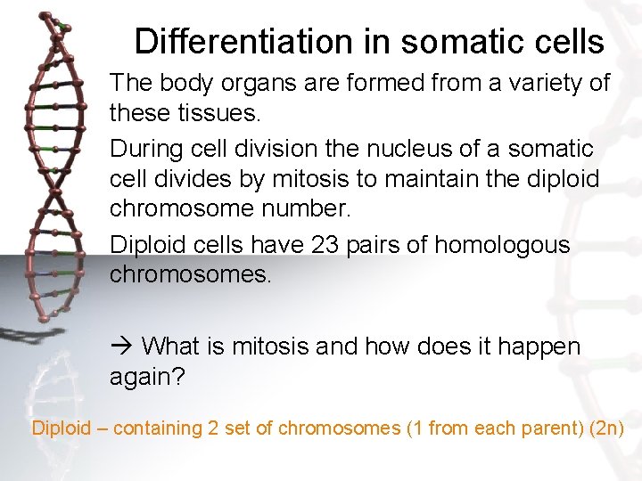 Differentiation in somatic cells The body organs are