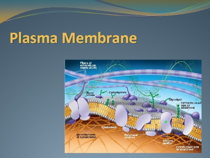 Plasma Membrane Lesson Overview Short Video Minilecture Membrane