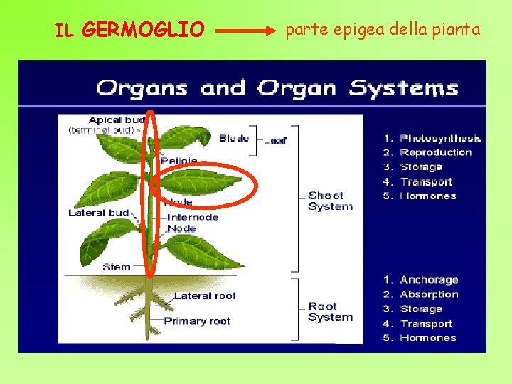 IL GERMOGLIO parte epigea della pianta Funzioni foglie