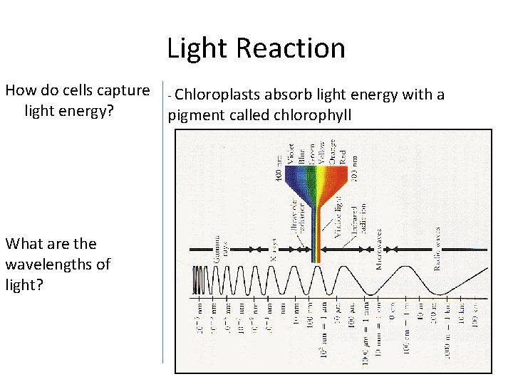 PHOTOSYNTHESIS Photosynthesis QUICK WRITE What is plant food